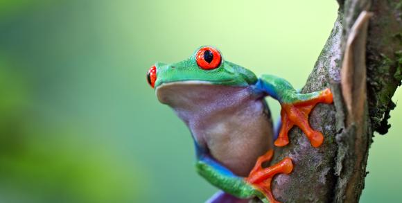 Journeys | Craig Travel